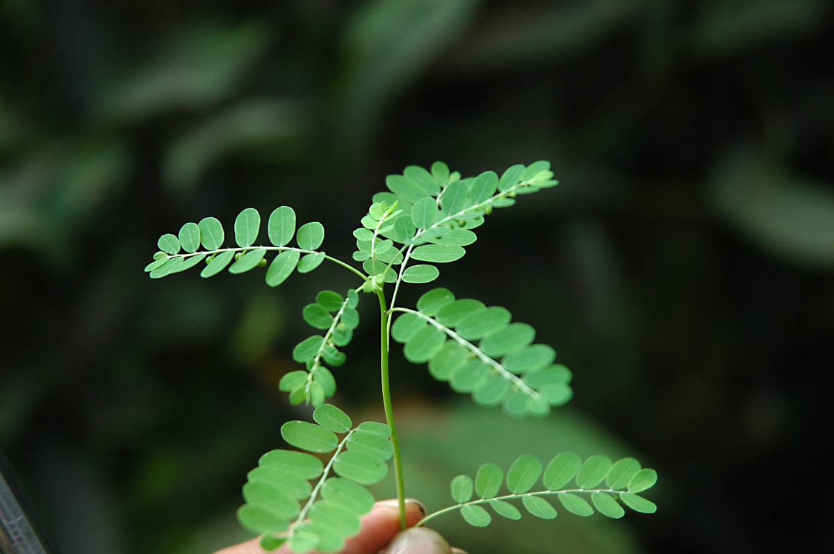 introduction to Phyllanthus | Morphology and anatomy of some ...